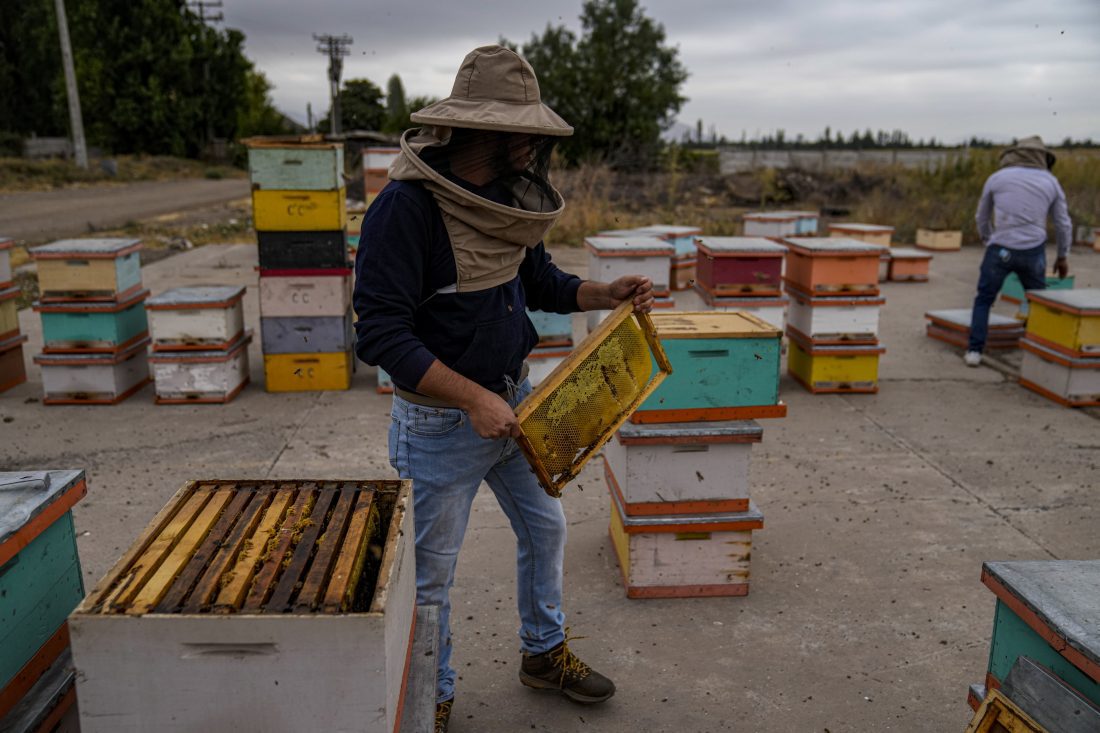 Drought, pesticides take a toll on Chile’s crucial honeybees | News ...
